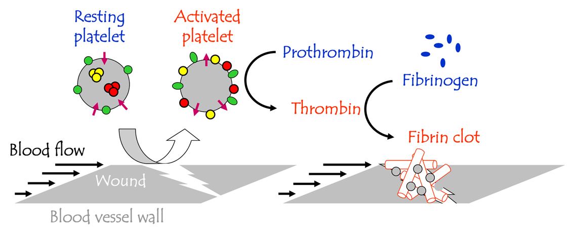 Platelets, Coagulation and Haemostasis - An Overview