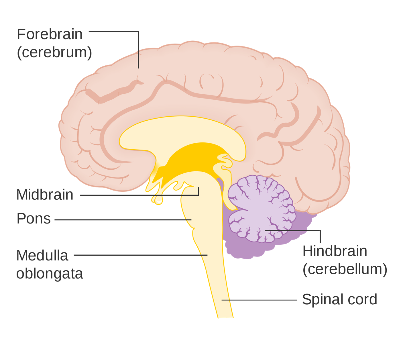 Human Brain Structure And Functions Of Human Brain