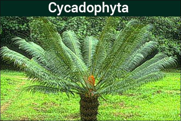 Gymnosperms - Introduction,Characteristics and its Classification