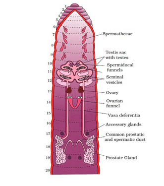 Important Biology Diagrams From All Chapters For CBSE Class 11