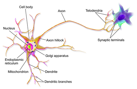 Important Biology Diagrams From All Chapters For CBSE Class 11