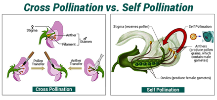 Difference Between Self Pollination and Cross Pollination