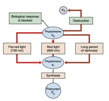 Phototropism - An Overview and its Mechanism
