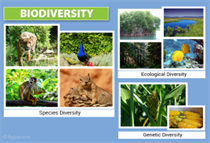 Sustainability Of Natural Resources and Environmental Stability