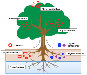 Bioremediation - Process | Types of Bioremediation | Examples