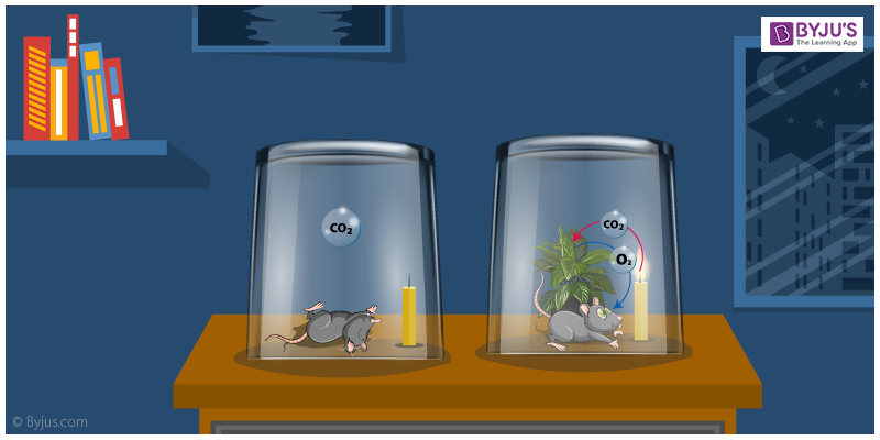 The Discovery of Photosynthesis- Early Experiments | Byju's