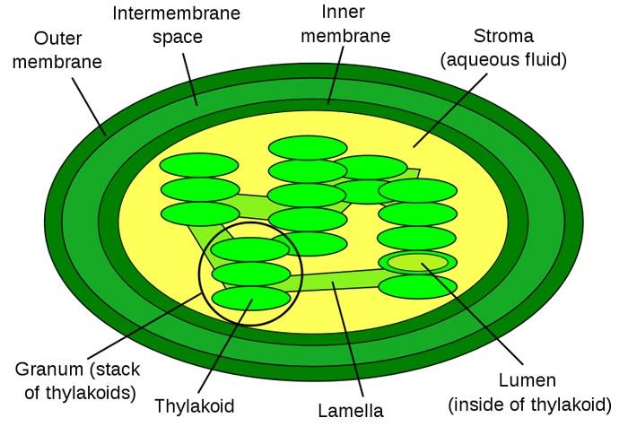 Chloroplasts Structure And Functions Of Chloroplasts In Plant Cell