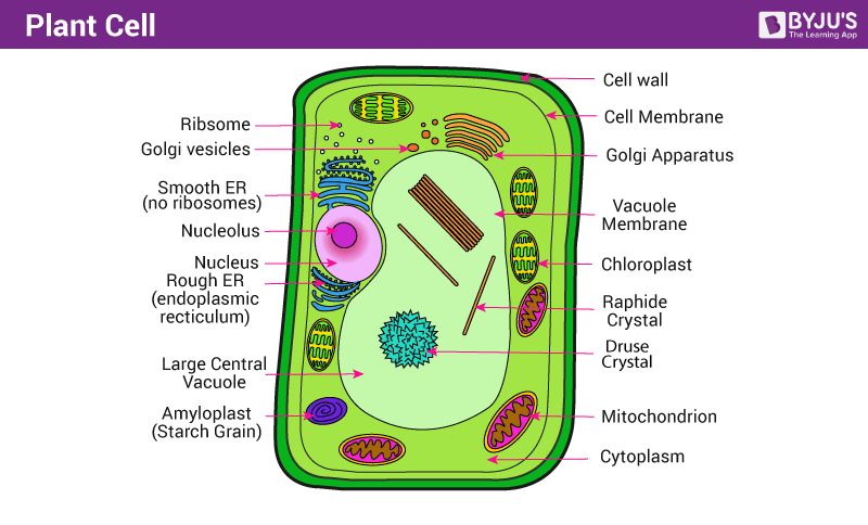 Plant Cell Structure Function Of Plant Cell Types Of Plant Cell 