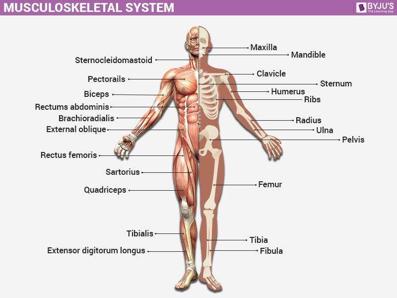 Disorders Of Muscular And Skeletal System Disorders Of Muscular And Skeletal System