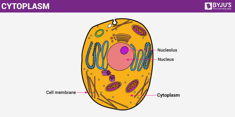 Cytoplasm The Structure And Function Of Cell s Cytoplasm