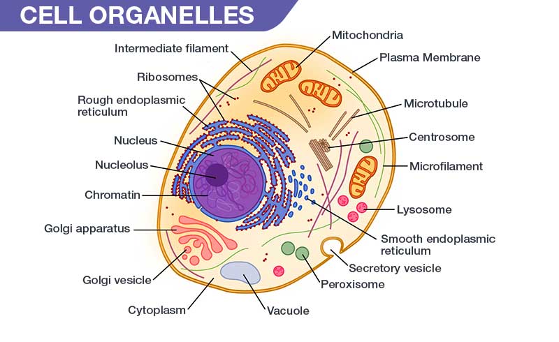 Cell Organelles Structure And Functions Of Cell And Its Organelles
