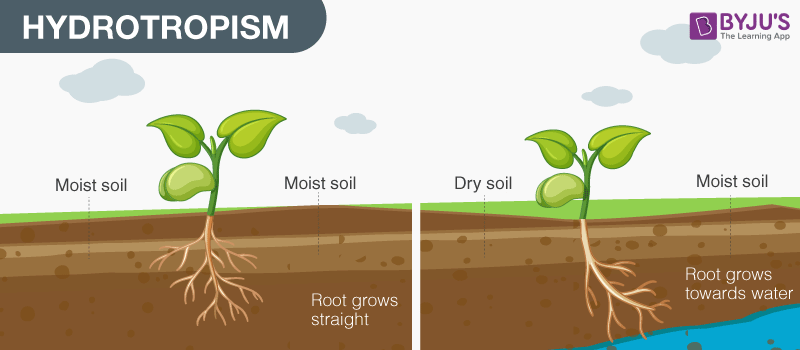 CBSE Class 10 Science Chapter 7 Control and Coordination Notes - Free PDF