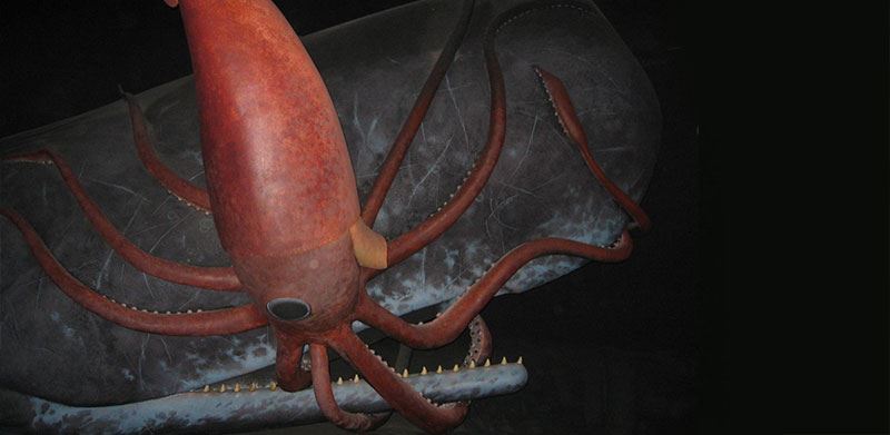 Invertebrates - Types of Invertebrates and its Characteristics