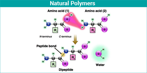 Natural Polymers | Polymers | Chemistry|Source of Polymers | Byju's