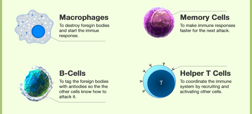 Warriors Of The Human Body The Immune System Warriors Of The Human Body The Immune System