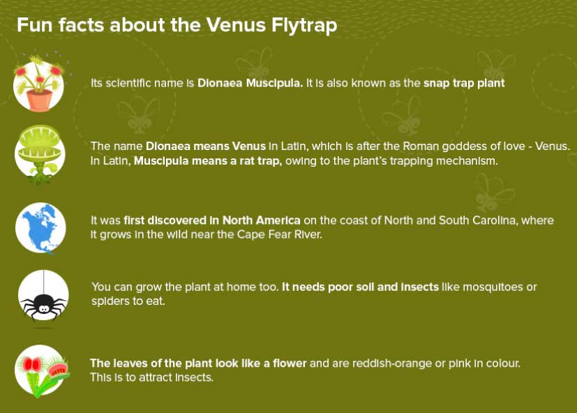 The Venus Fly Trap The Carnivorous Plant The Venus Fly Trap The Carnivorous Plant