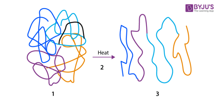 Denaturation Of Proteins - Definition, Causes & Explanation with Videos