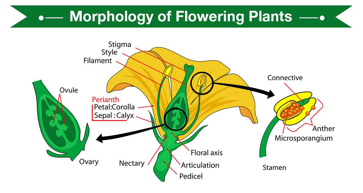 Morphology Of Flowering Plants Root System And Shoot System Morphology Of Flowering Plants Root System And Shoot System