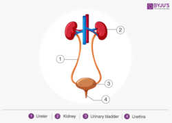 Human Excretory System - Everything You Need to Know