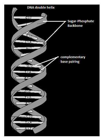 Nucleic Acid and Genetic Code - Structure and the Functions