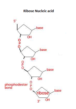 Transcription And Rna Nucleotides