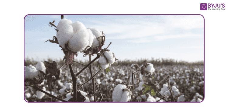 Cotton | Cotton Cultivation | Cotton Fabric | Use of Cotton| Chemistry