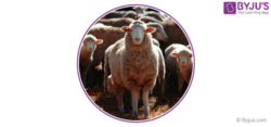 Wool - Extraction of Wool from Sheep & Uses of Wool with Images