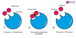 Catalyst - Activity & Selectivity of Catalyst, Types & Examples of Catalyst