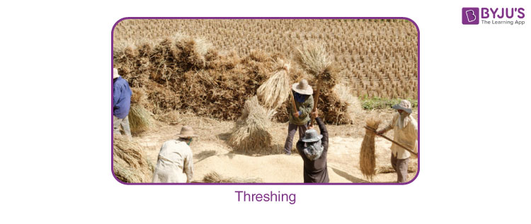 Threshing - Difference Between Threshing And Winnowing, Separation