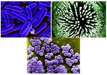 Explore Kingdom Monera, Protista And Fungi And Their Characteristic ...