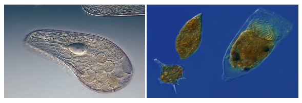 Explore The Features Of Kingdom Monera Protista And Fungi