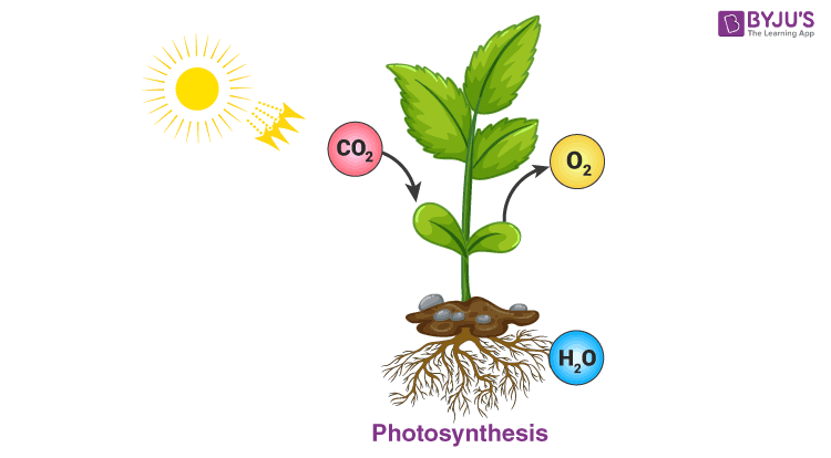 Chemical Reaction in Everyday Life| Photosynthesis | Rusting | Combustion