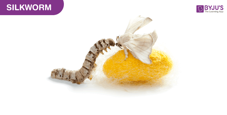 Silkworm - The Life Cycle of Silkworm | Processing of Silk