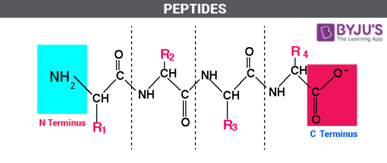 Polypeptide Definition Structure Formation Of Polypeptide
