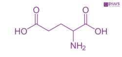 Glutamic Acid - Structure | Functions & Uses | Sources | BYJU'S