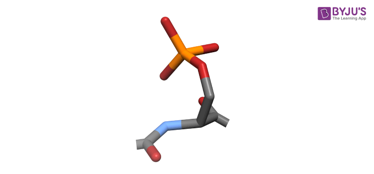 Phosphorylation Definition - Glucose Phosphorylation & Glycogen Synthase