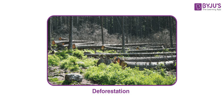 What is Reforestation? Importance of Reforestation | BYJU'S