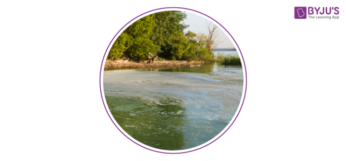 Contamination | Biological and Chemical | Types Of Contaminants