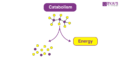 Catabolism - Definition, Metabolism Stages with Videos & Examples