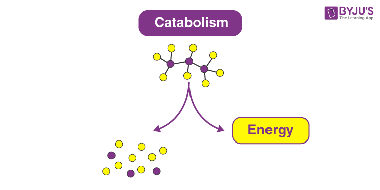 Catabolism - Definition, Metabolism Stages with Videos & Examples