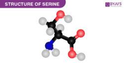 What is Serine? - Functions and Structure of Serine with Examples