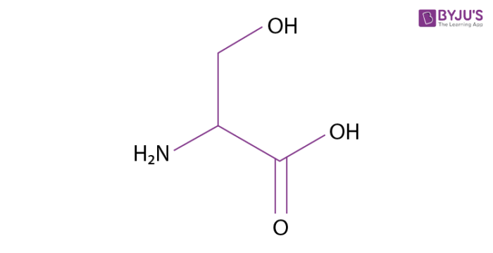 What is Serine? - Functions and Structure of Serine with Examples