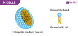 Micelle - Reverse Micelles | Supercells | Applications of Micelle
