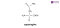 Asparagine - Structure, Functions, Sources & Properties of Asparagine