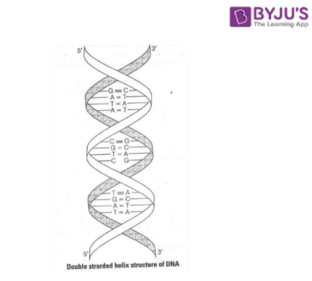 Important Questions for Class 12 Chemistry Chapter 14 – Biomolecules ...
