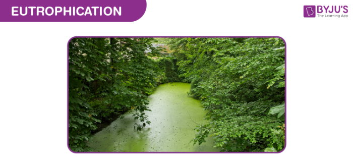 What is Eutrophication? - Definition, Causes, Classification, Effects ...