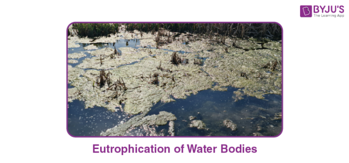 What is Eutrophication? - Definition, Causes, Classification, Effects ...