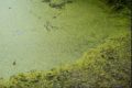 Eutrophication- Definition, Causes, Classification, Effects and FAQs on ...