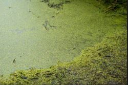 Eutrophication- Definition, Causes, Classification, Effects and FAQs on ...