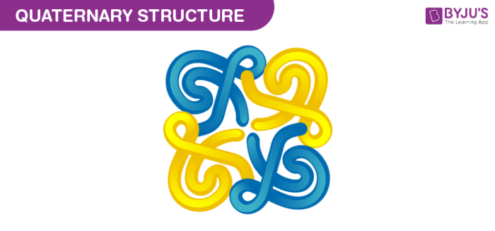 Four Types of Protein Structure - Primary, Secondary, Tertiary ...